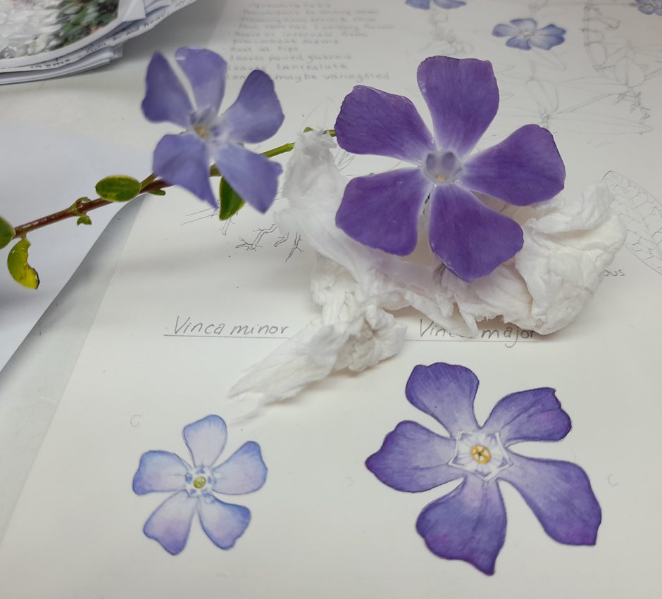 Comparing Periwinkle Species - Lizzie Harper