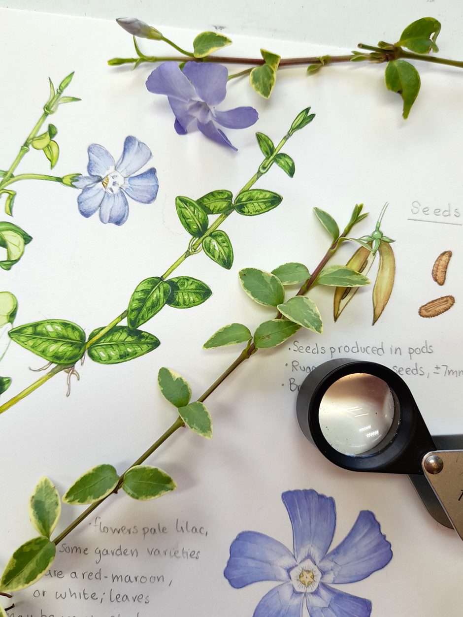 Comparing Periwinkle Species - Lizzie Harper
