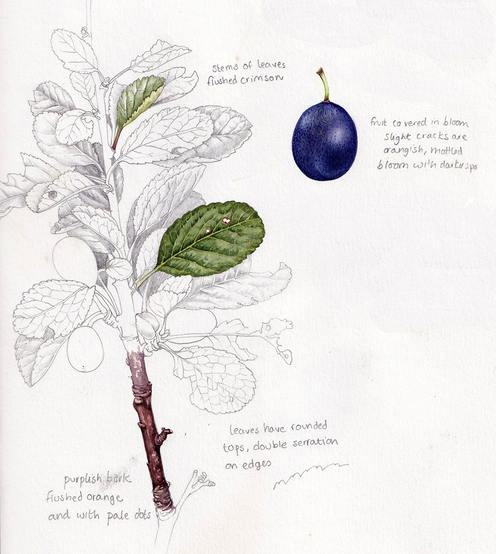 Plum Prunus domestica sketchbook page - Lizzie Harper