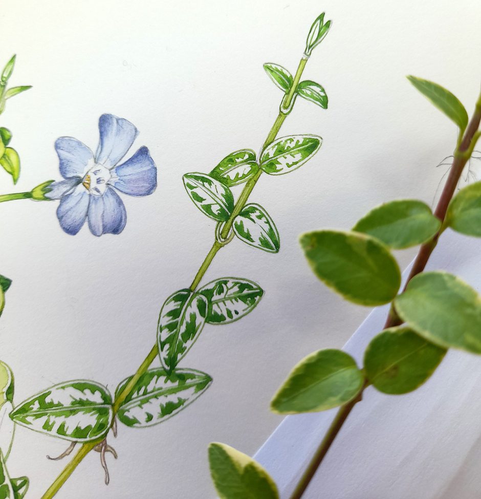 Comparing Periwinkle Species - Lizzie Harper