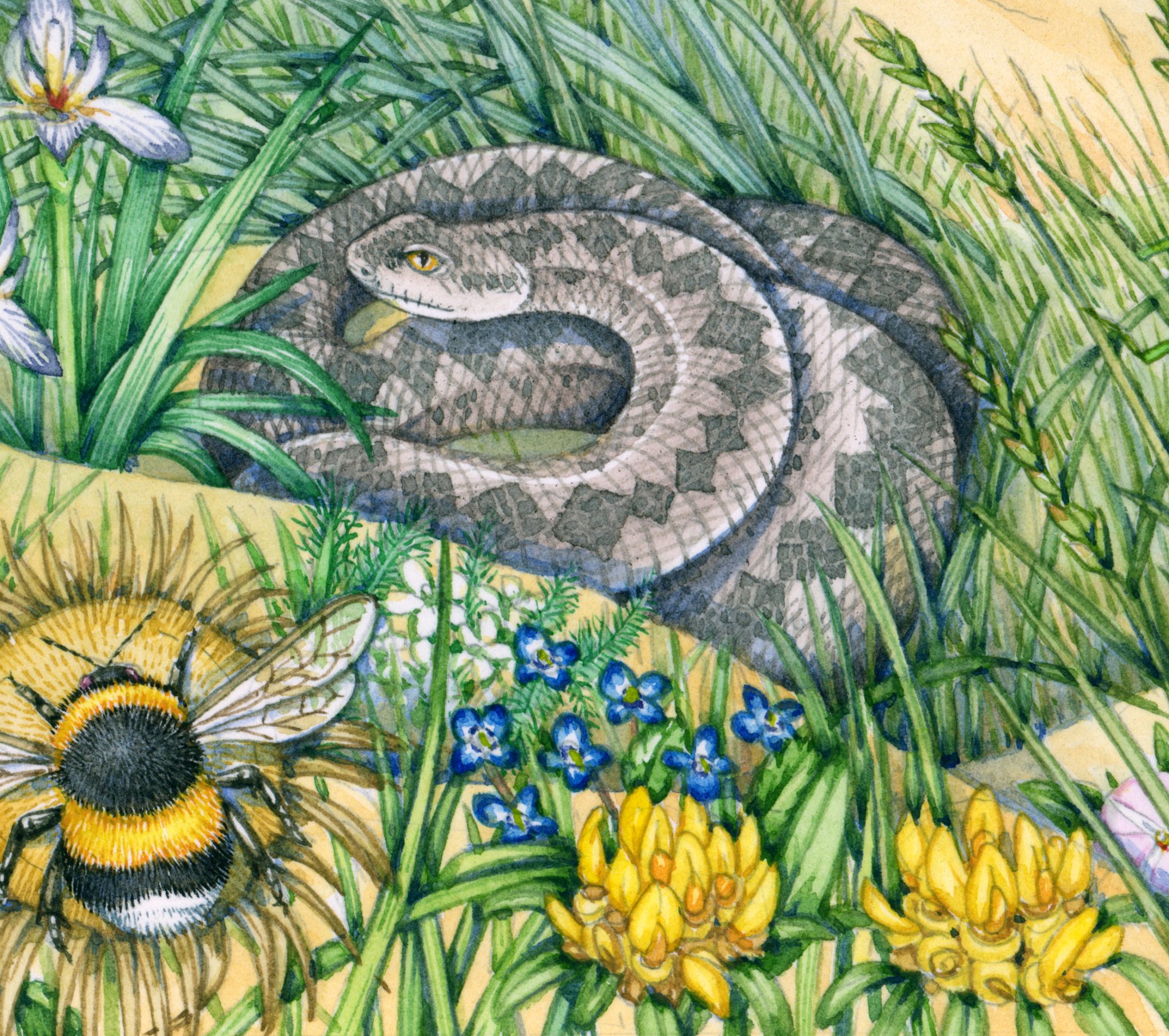 Bantham Sand Dunes Landscape - Lizzie Harper