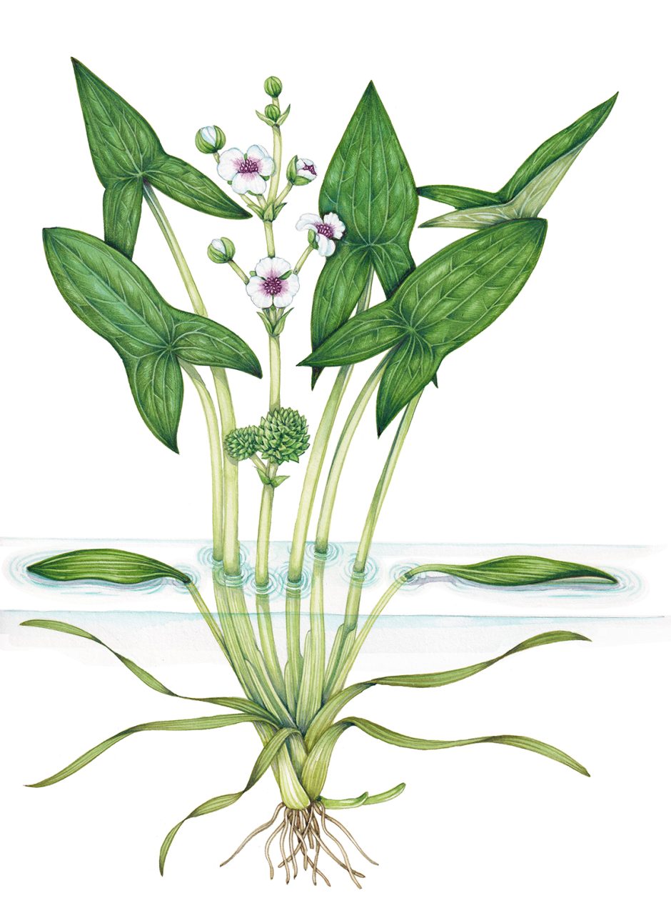 Arrowhead Sagittaria sagitarria - Lizzie Harper