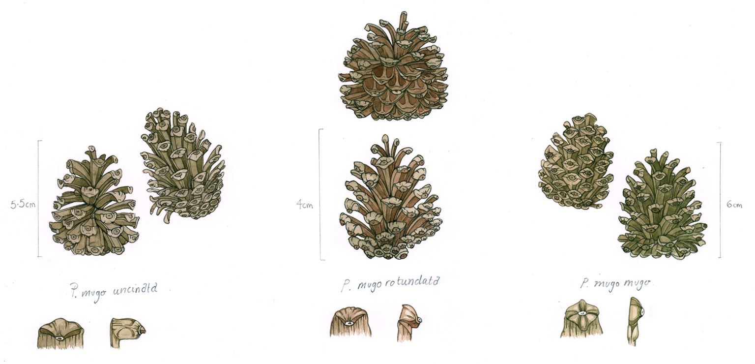 Dwarf Pine subspecies cone comparison of Pinus mugo uncinata Pinus mugo ...