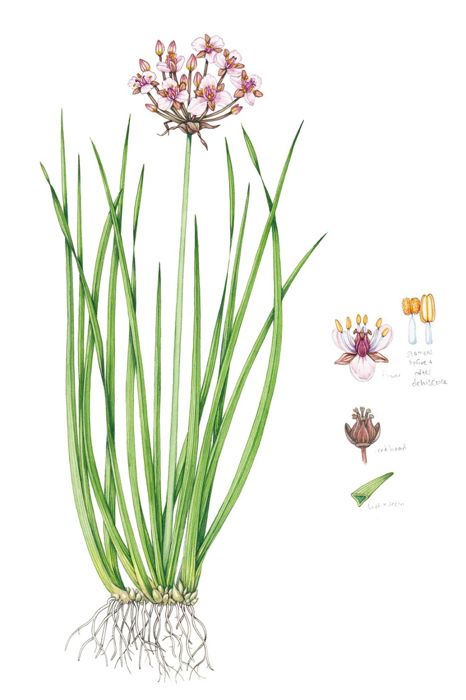 Flowering rush Butomus umbellatus - Lizzie Harper