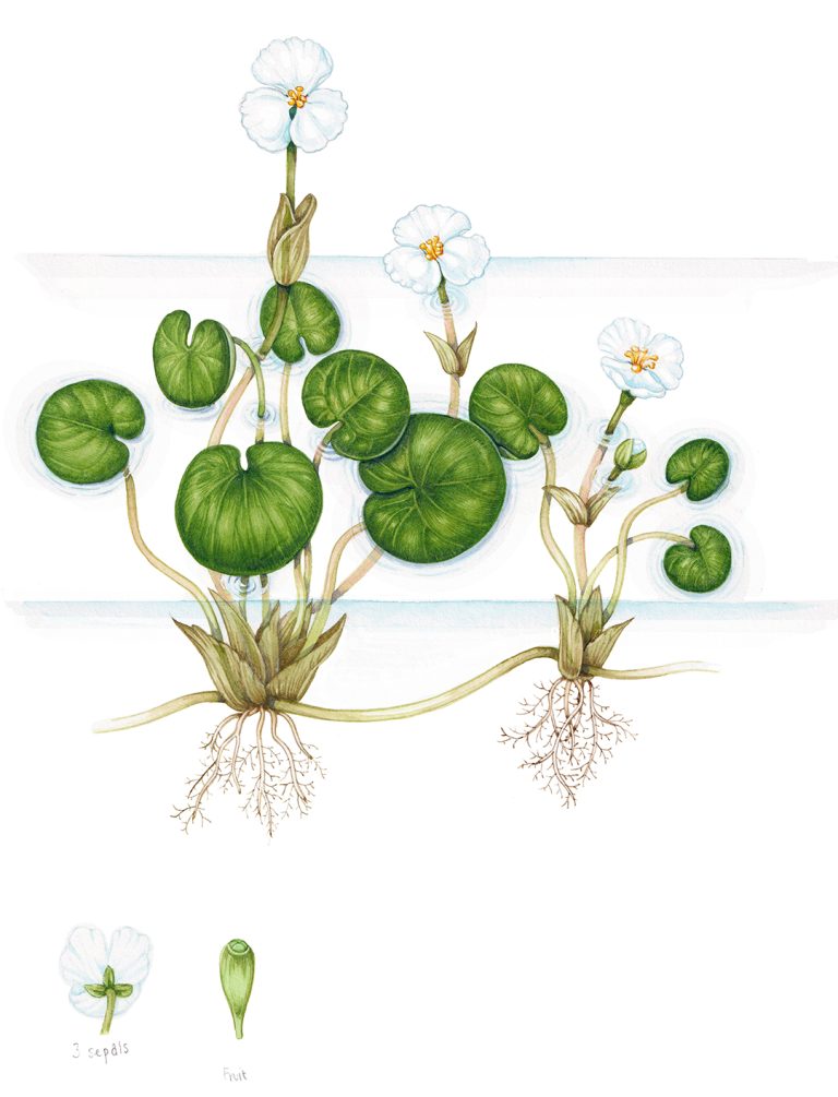 Frog's-bit Hydrocharis morsus-ranae - Lizzie Harper