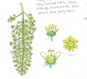 Trees: Sycamore - Lizzie Harper