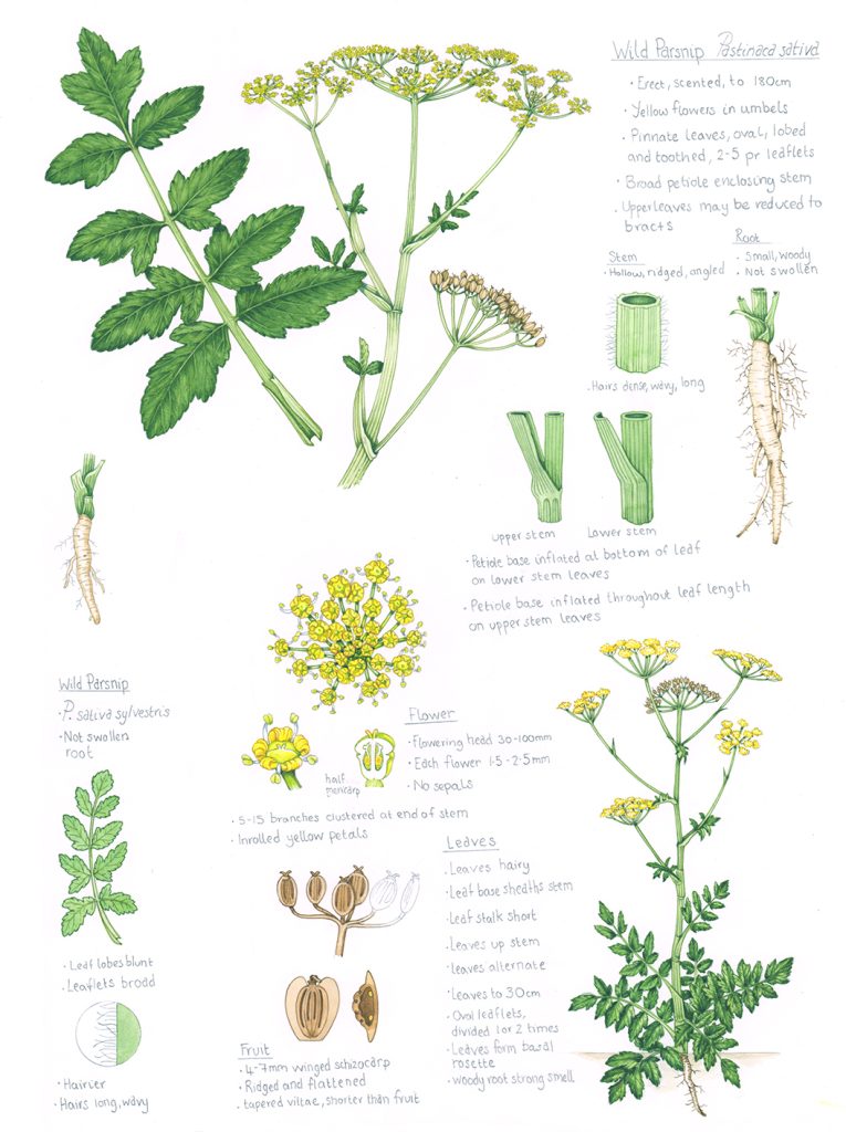 Wild Parsnip Pastinaca sativa sylvestris sketchbook study with habit ...