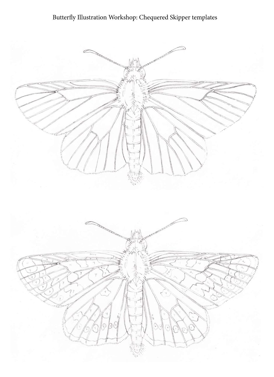 Chequered Skipper Butterfly Illustration - Lizzie Harper