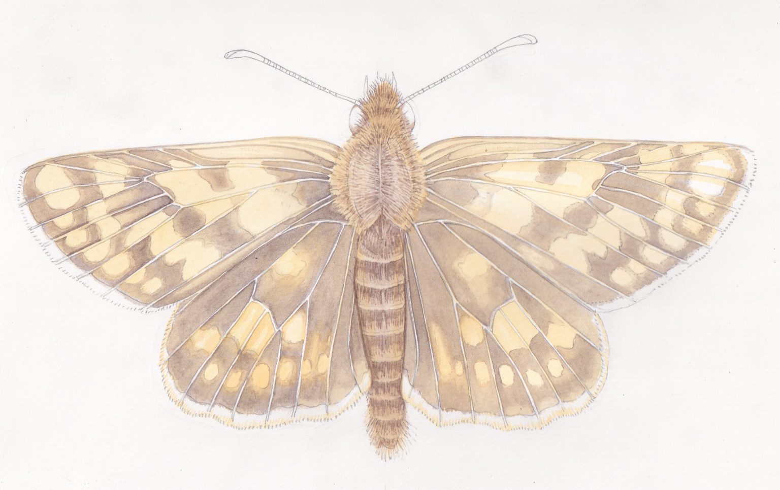 Chequered Skipper Butterfly Illustration - Lizzie Harper