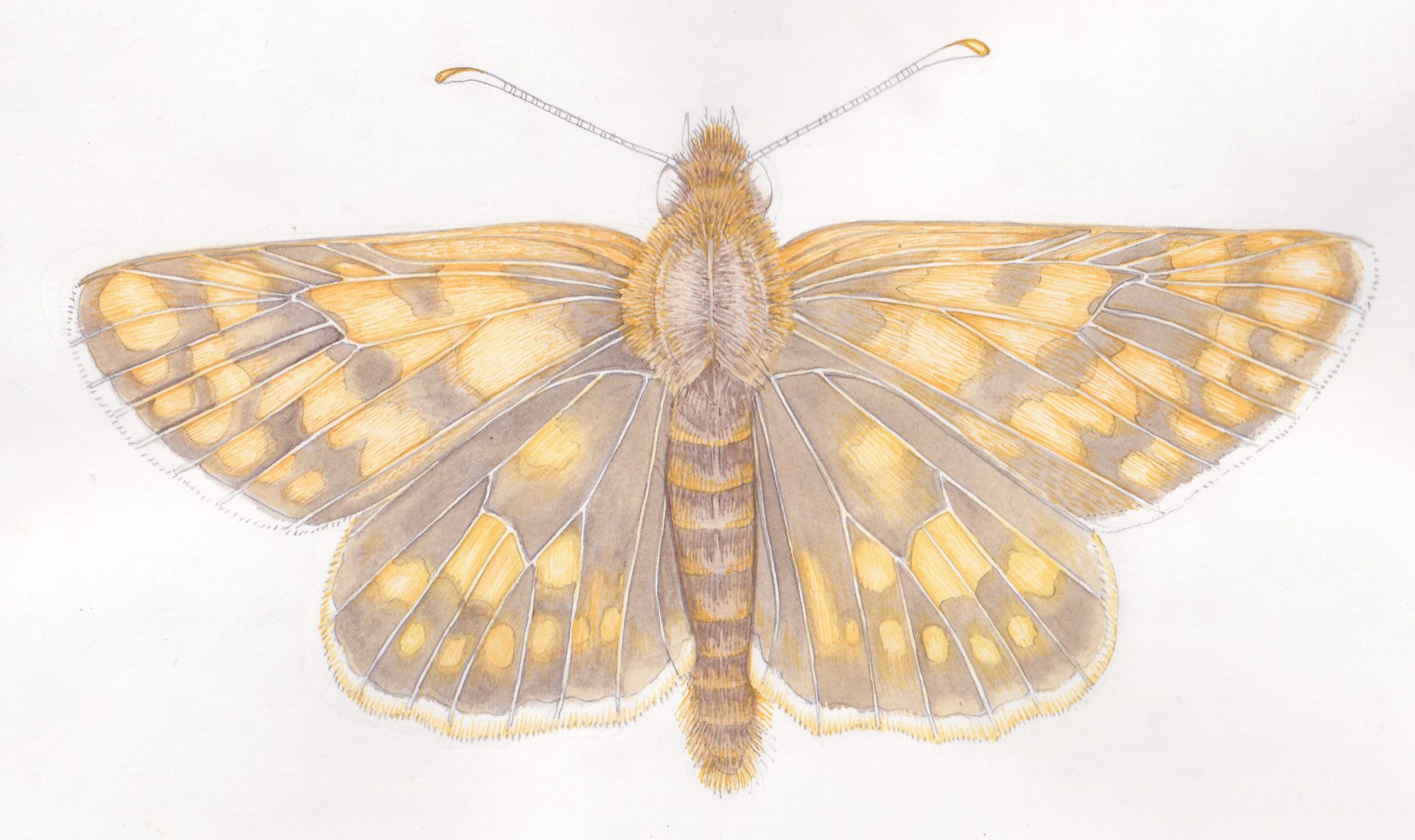 Chequered Skipper Butterfly Illustration - Lizzie Harper