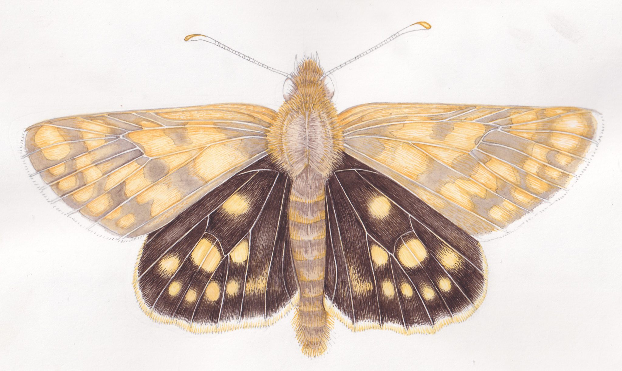 Chequered Skipper Butterfly Illustration - Lizzie Harper