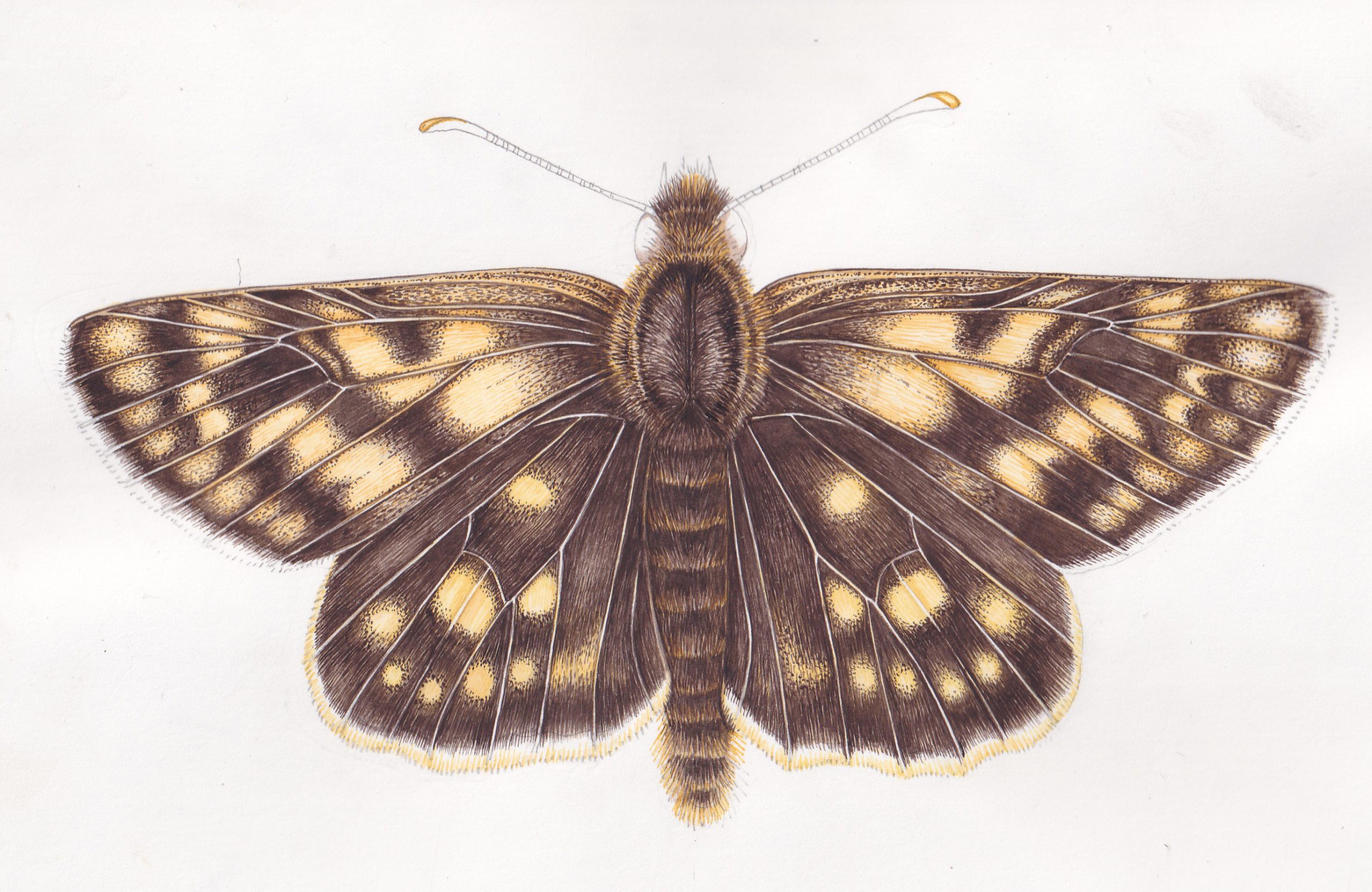 Chequered Skipper step by step stage 6 - Lizzie Harper