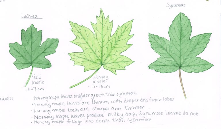 Trees: Sycamore - Lizzie Harper