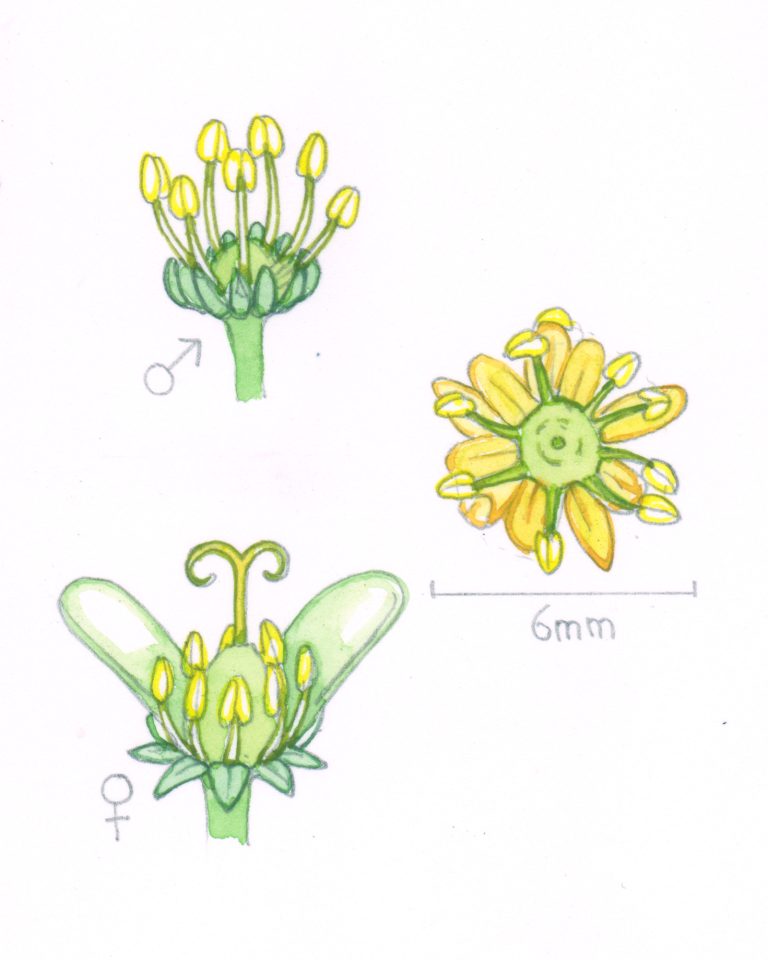 Trees: Sycamore - Lizzie Harper