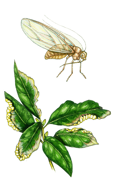 Bay Sucker Lauritrioza alacris psyllid - Lizzie Harper
