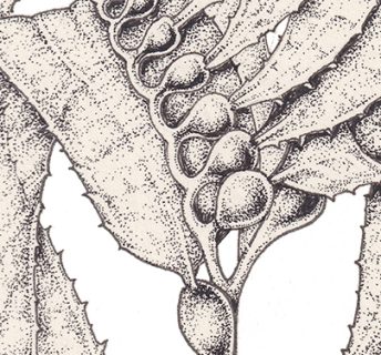 Giant kelp Macrocystis pyrifero detail - Lizzie Harper