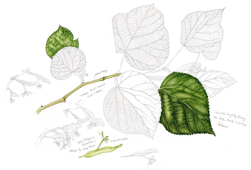 Small-leaved Lime Tilia cordata sketch - Lizzie Harper