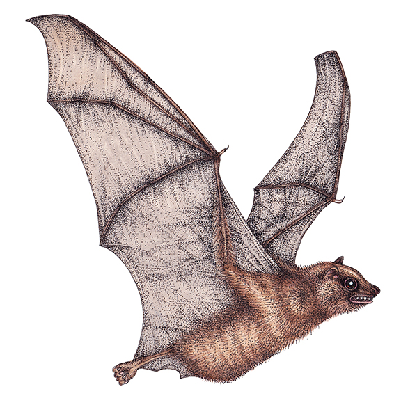 Egyptian Rousette Bat Rousettus aegyptiacus - colour - Lizzie Harper