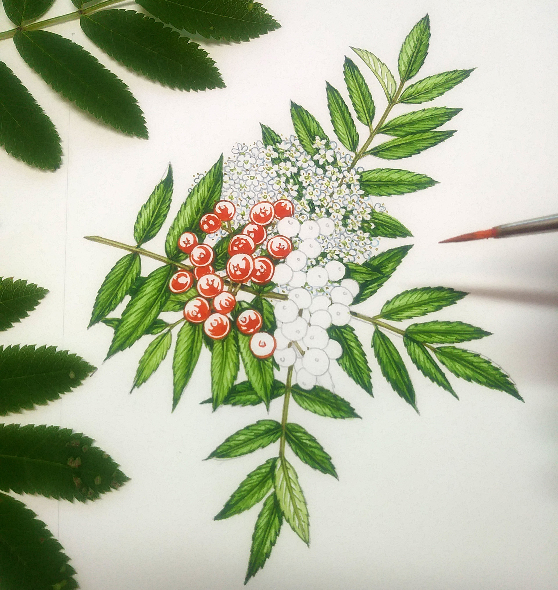 Trees: Rowan - Lizzie Harper