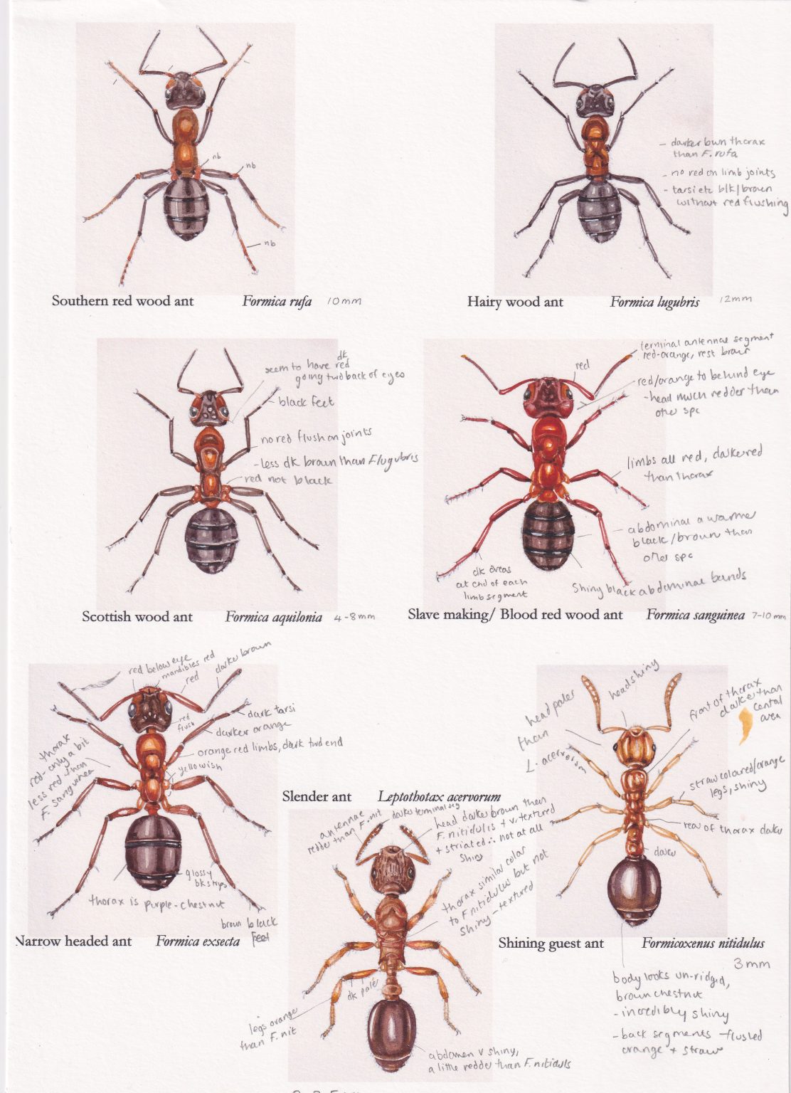 Wood Ants: Illustrating a guide to the wood ants of the Cairngorms ...