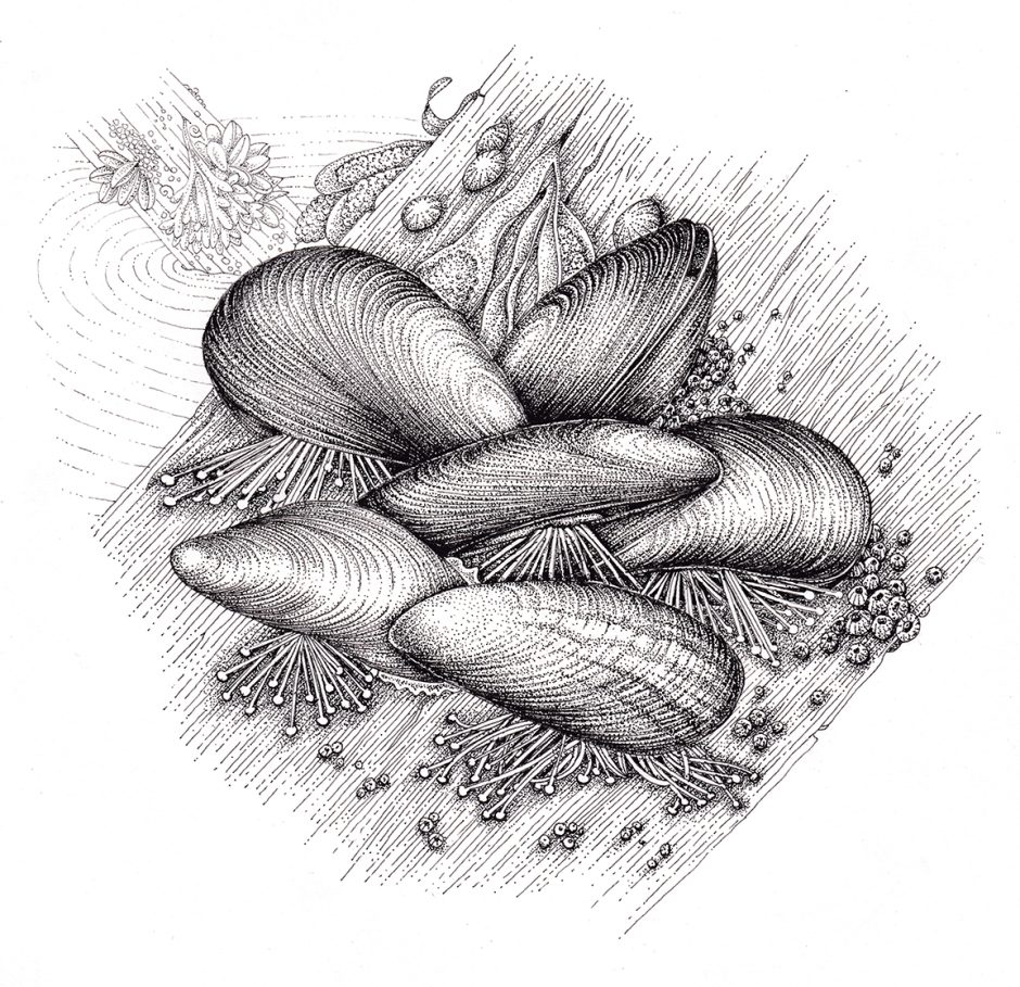 Mollusc Archives - Lizzie Harper