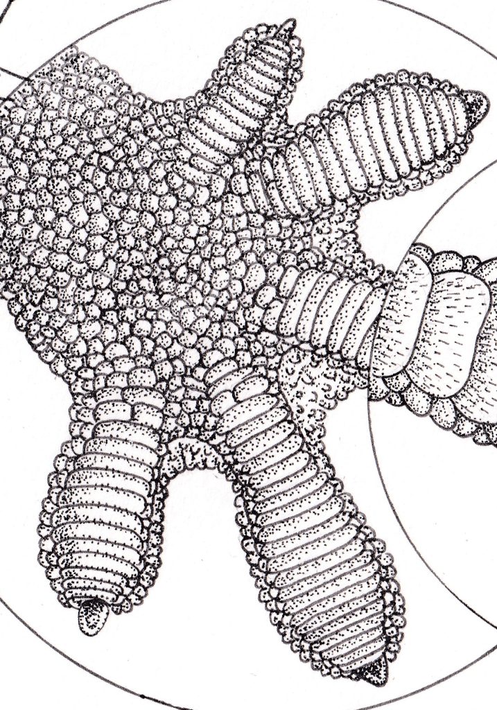 Gecko foot anatomy detail 2 - Lizzie Harper