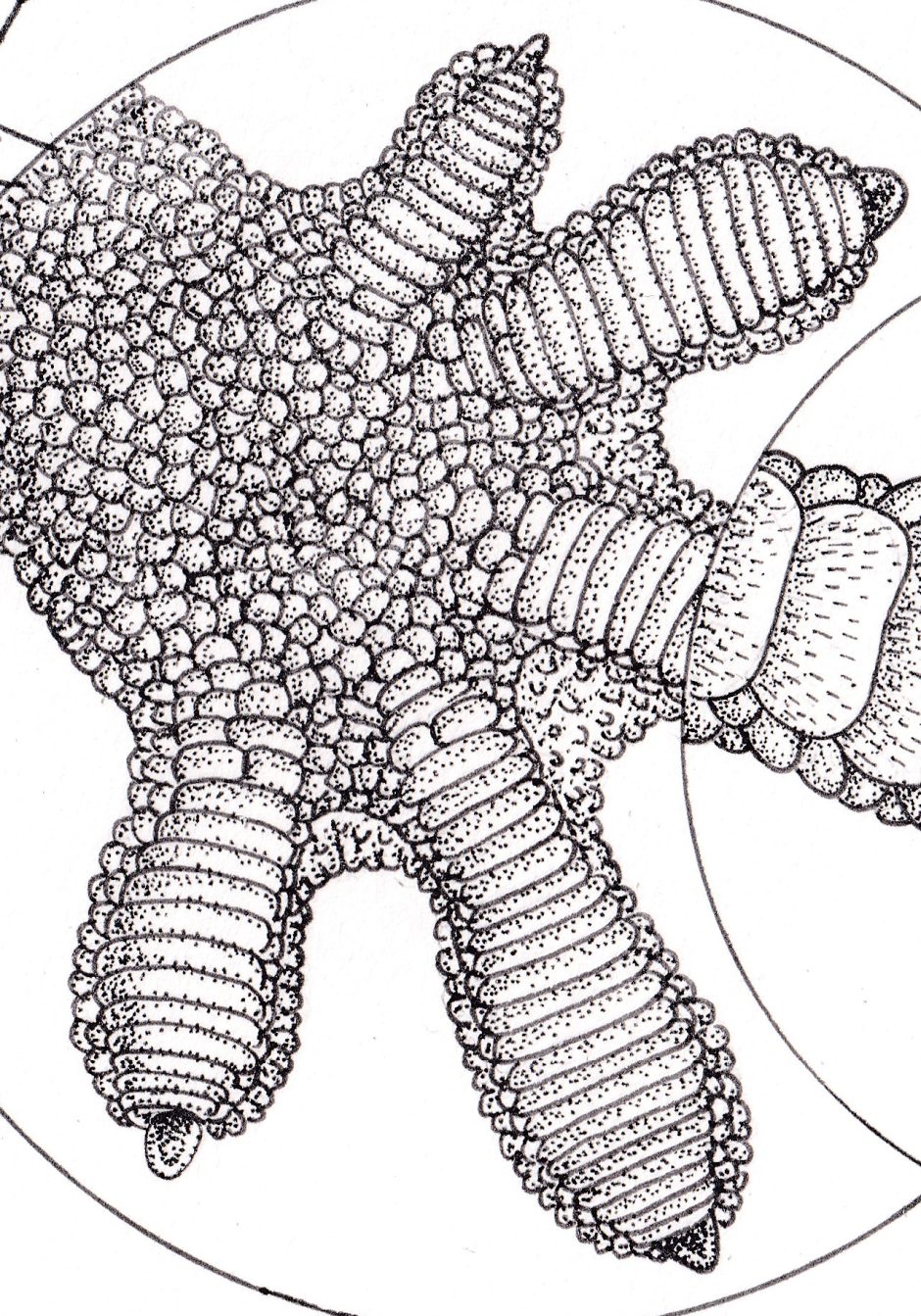 Gecko foot anatomy detail 2 - Lizzie Harper