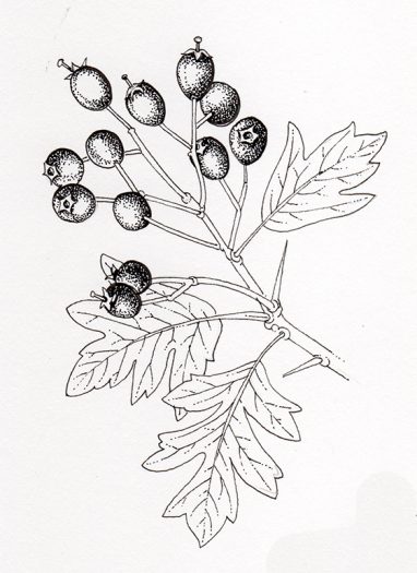 Hawthorn Crataegus monogyna pen and ink berries - Lizzie Harper