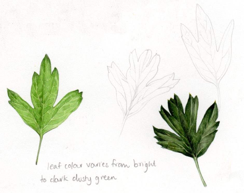 Trees: Hawthorn - Lizzie Harper