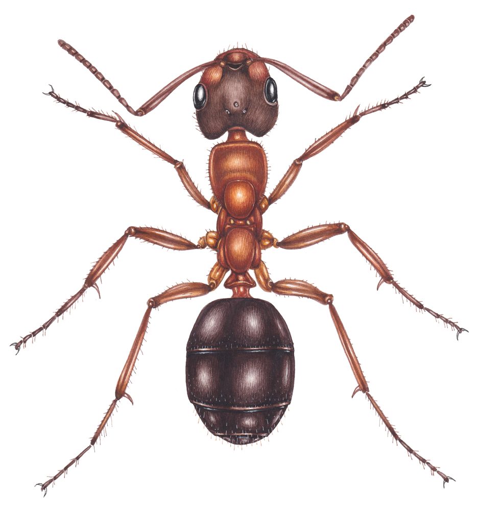 Hymenoptera / Bees, wasps, and ants Archives - Lizzie Harper