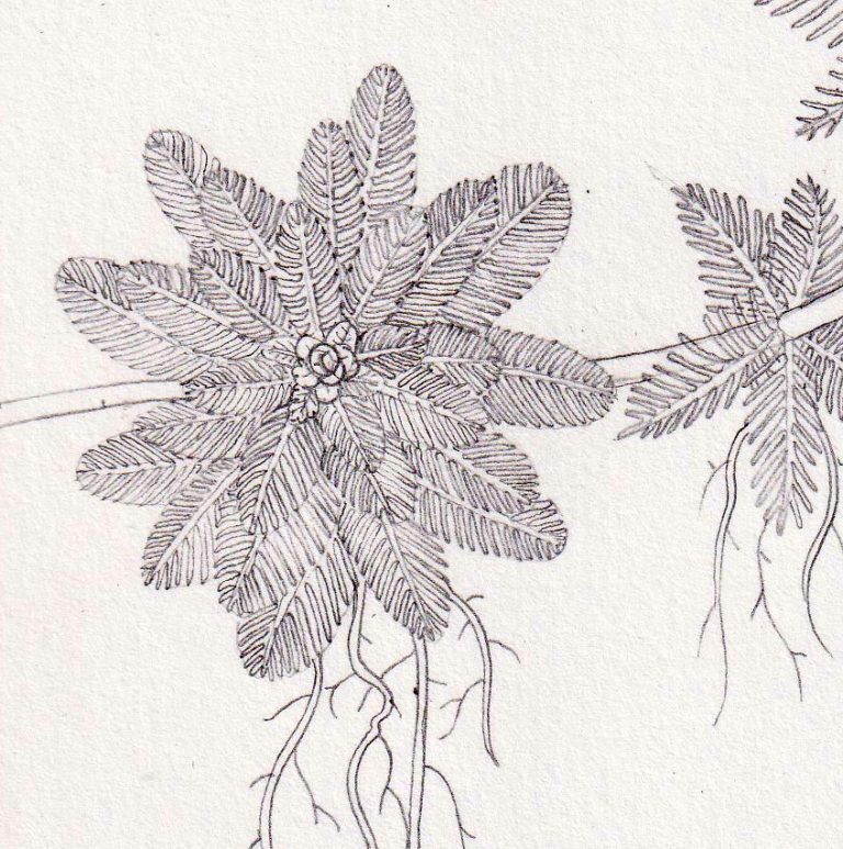 The Gwent Levels: Botanical illustrations - Lizzie Harper