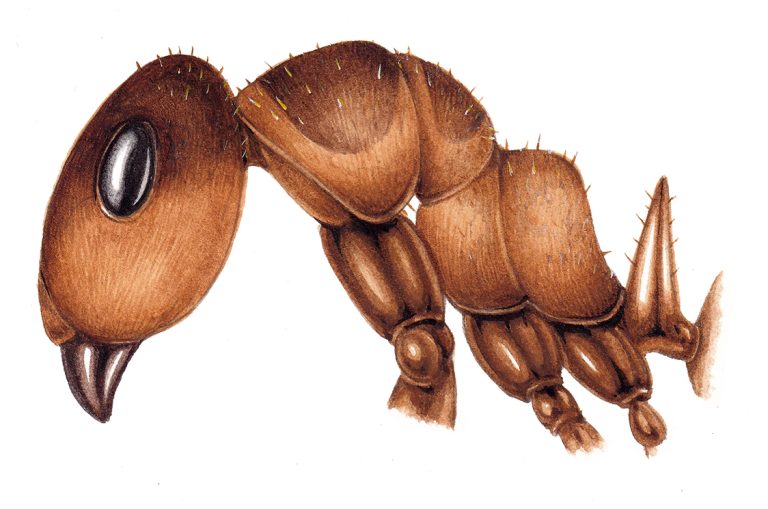 Ant anatomy for Beginners - Lizzie Harper