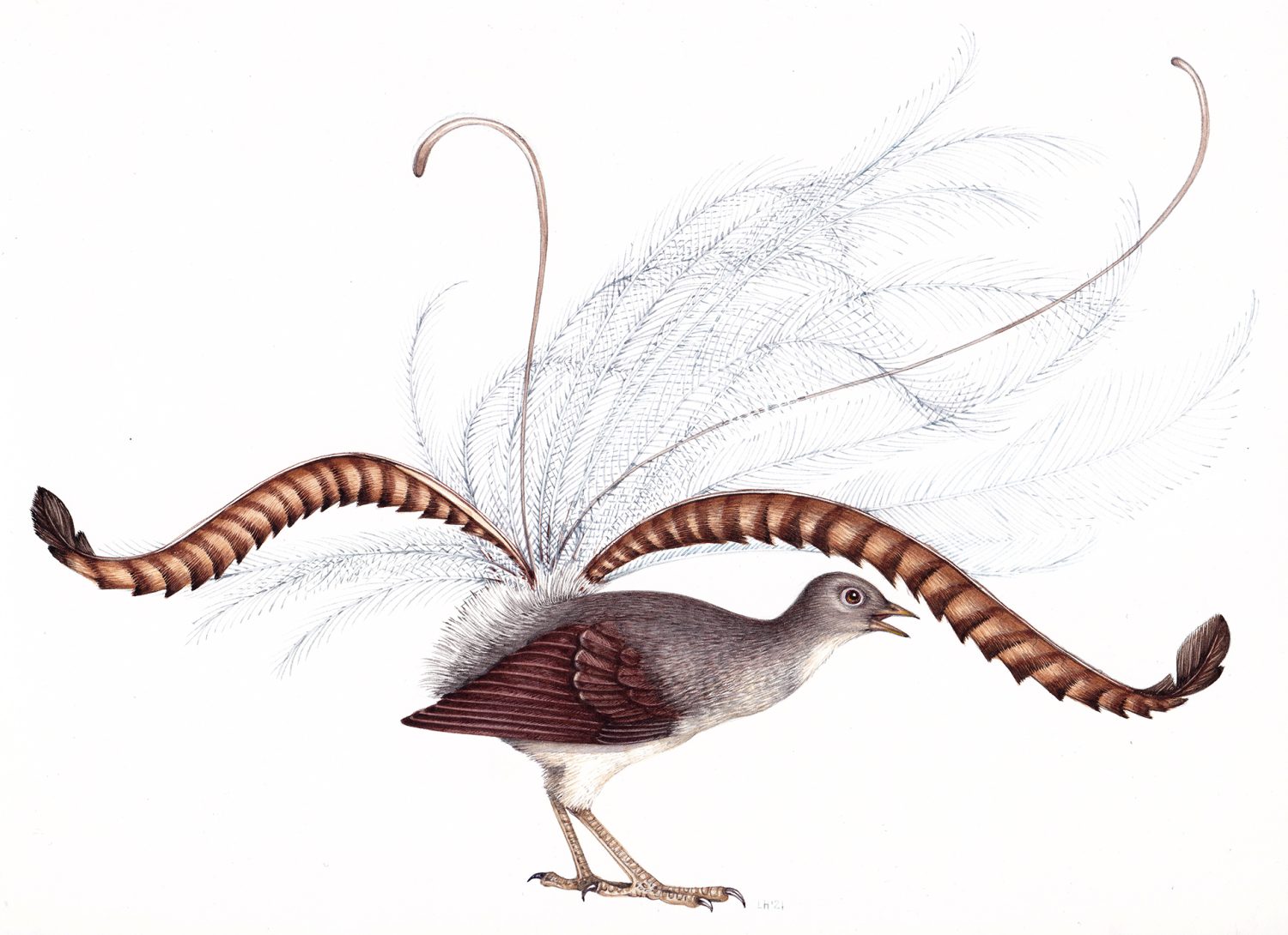 Superb Lyre bird Menura novaehollandiae - Lizzie Harper