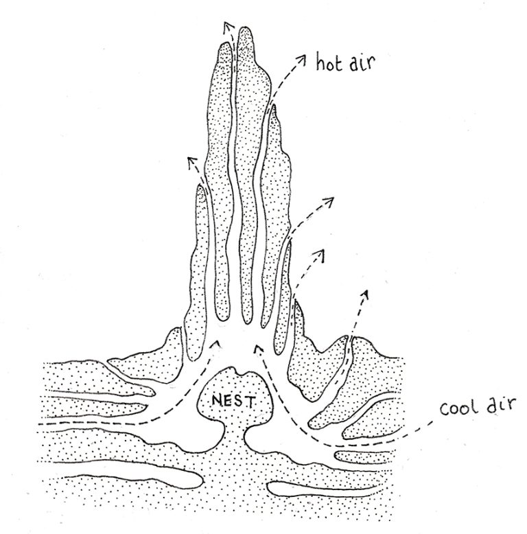 Cross section of Termite mound - Lizzie Harper