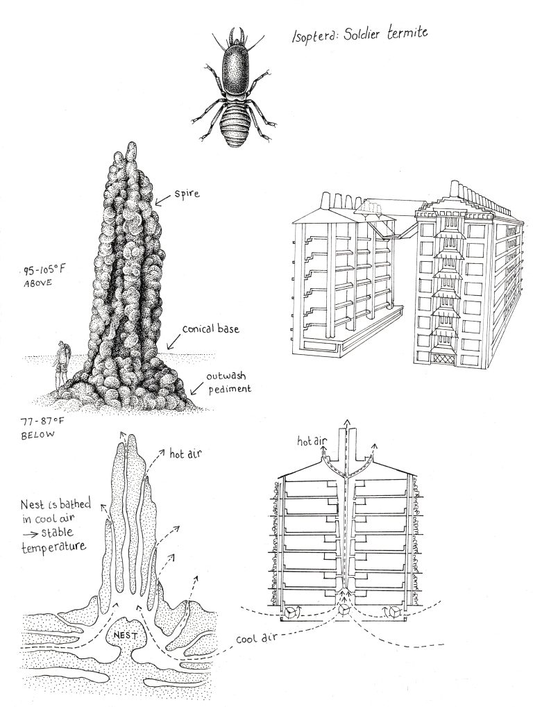 Termite nest, ventilation, and Shopping centre - Lizzie Harper