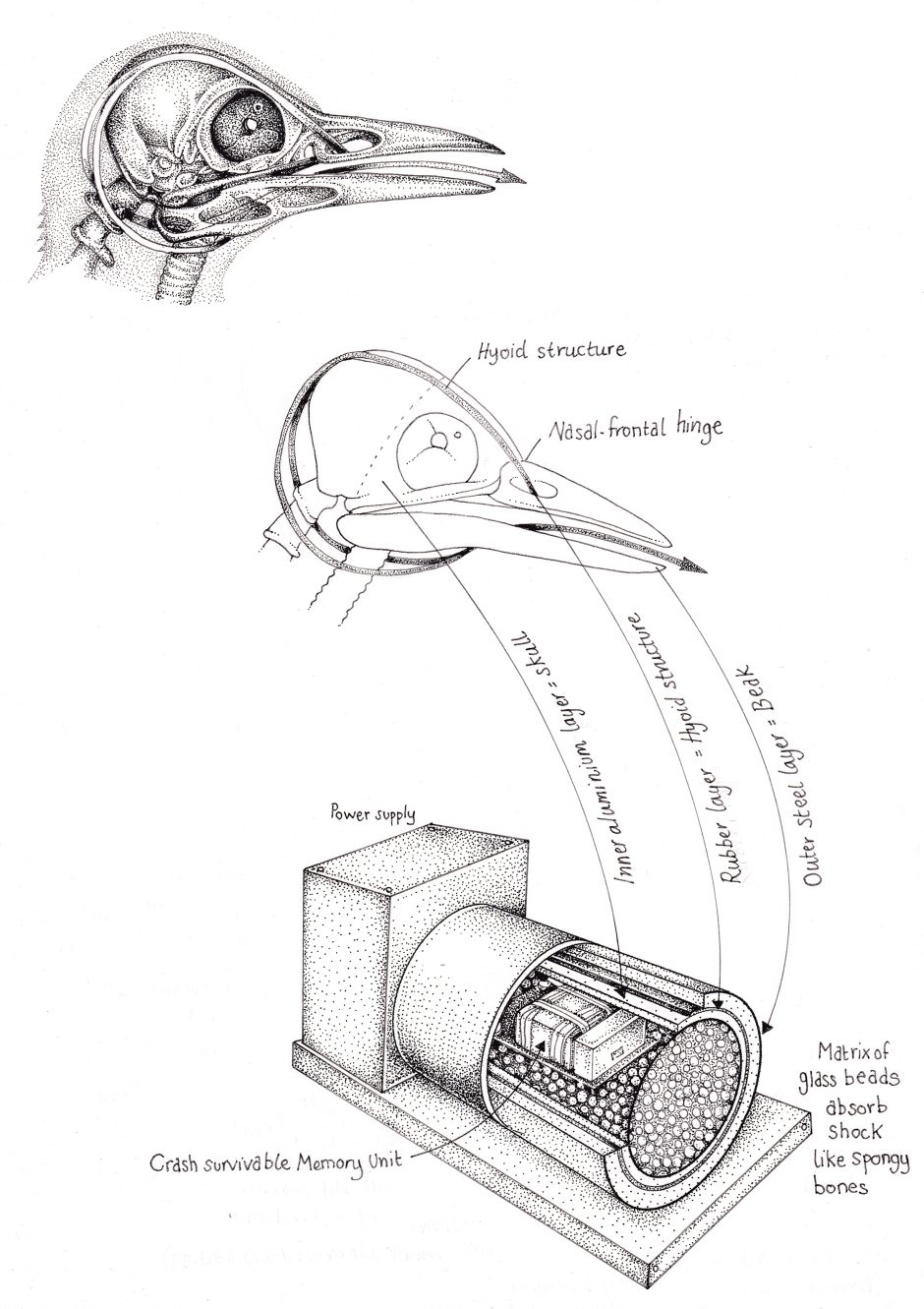 Woodpecker skull and skull diagram and black box recorder - Lizzie Harper