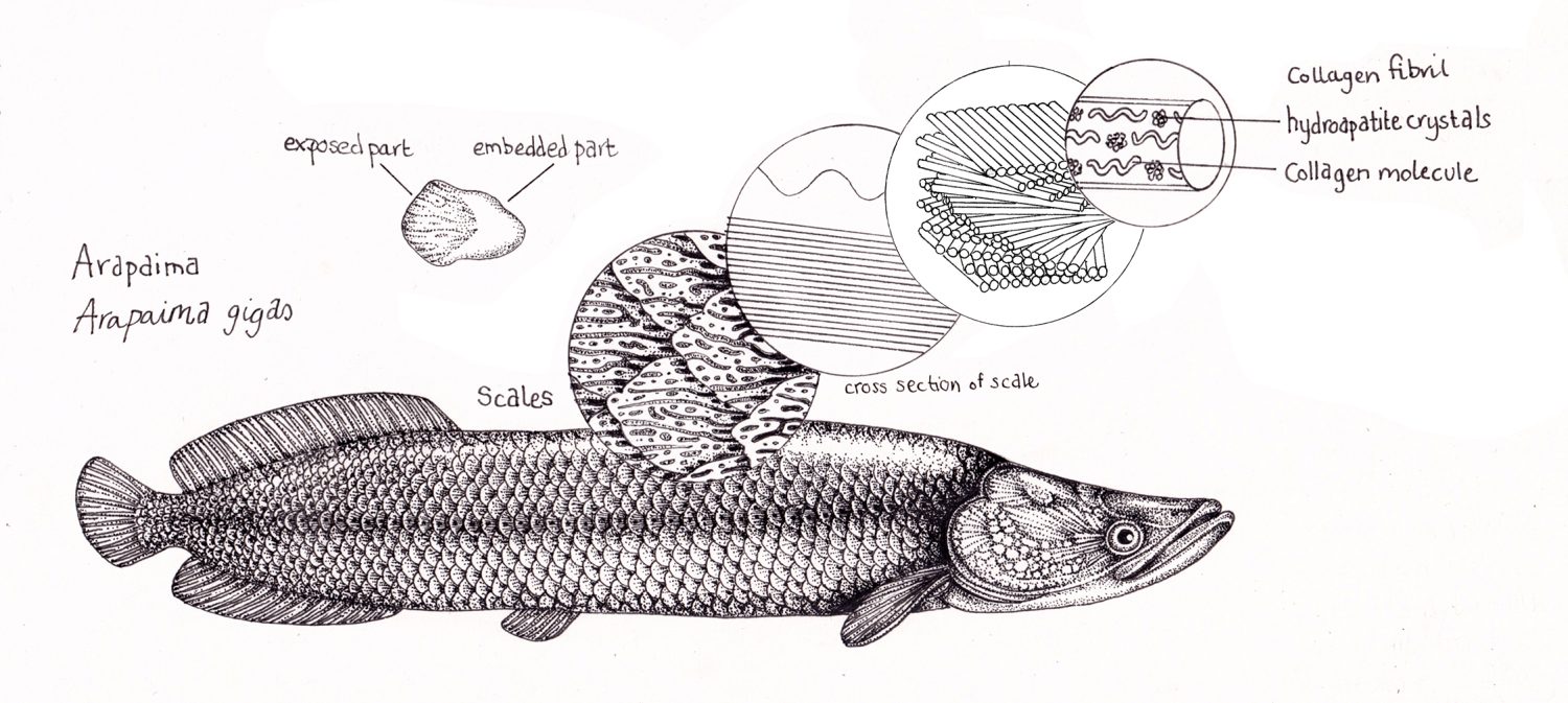 Arapaima with scales Arapaima gigas - Lizzie Harper