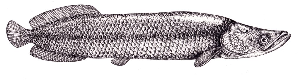Arapaima gigas fish - Lizzie Harper