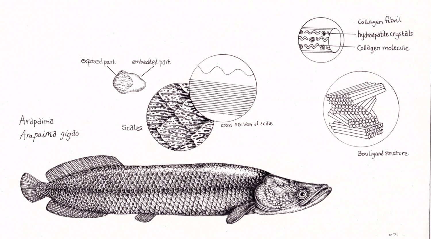 Arapaima or Paiche fish - Lizzie Harper