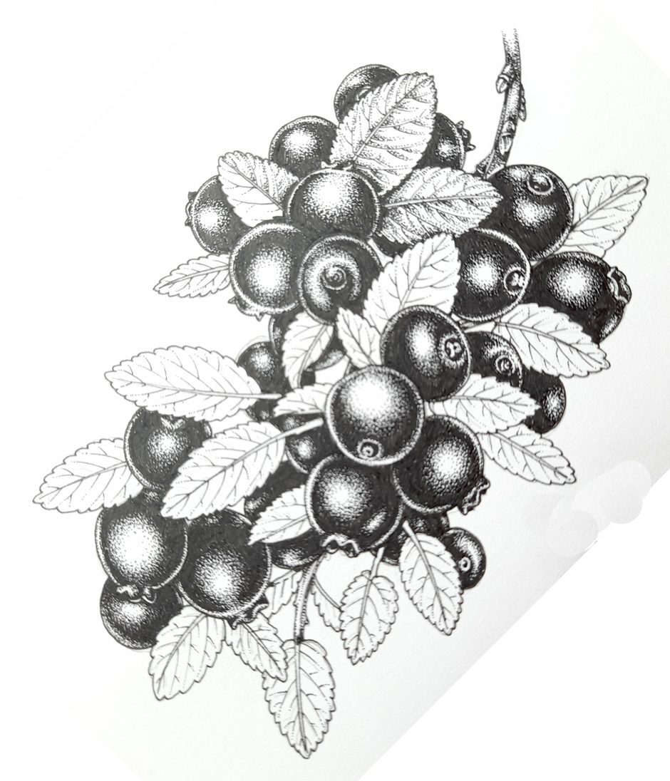 Blueberry: step by step Pen and Ink illustration - Lizzie Harper