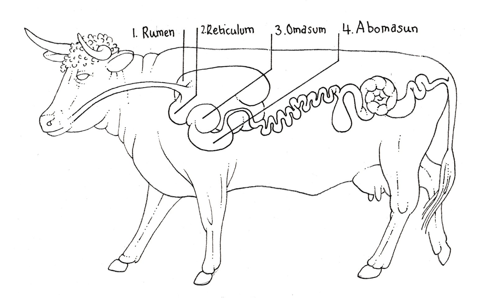Diagram of cow showing its four stomachs - Lizzie Harper