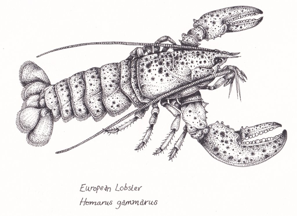 European lobster Homarus gammarus - Lizzie Harper