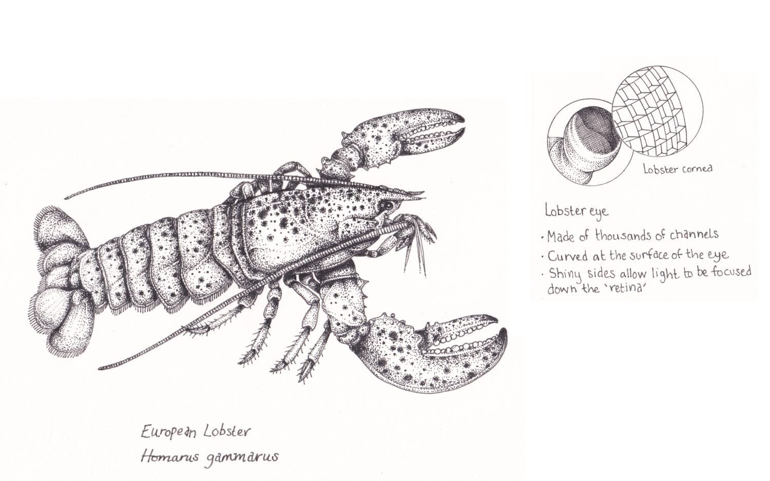 European lobster Homarus gammarus with eye detail - Lizzie Harper