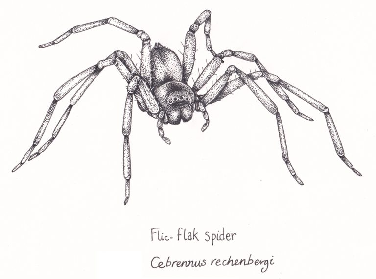 Flik flak spider Cabrennus rechenbergi - Lizzie Harper