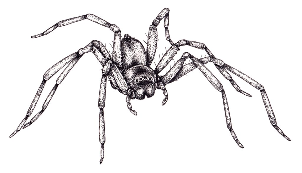 Flik flak spider Cabrennus rechenbergi - Lizzie Harper