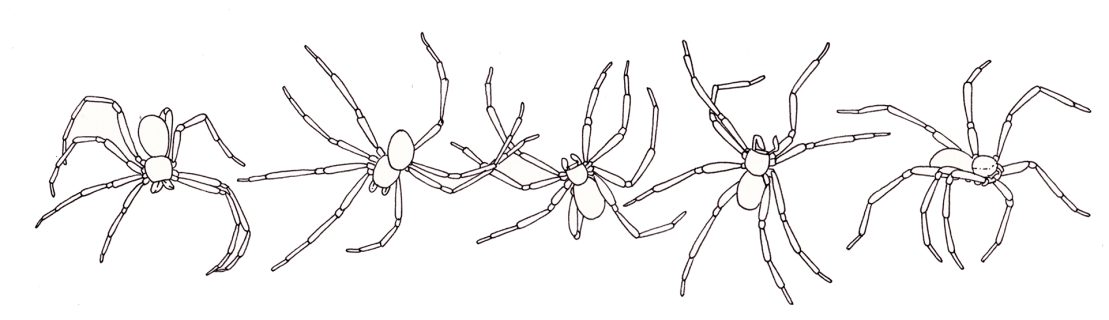 Flik flak spider cartwheeling diagram - SOLD - Lizzie Harper