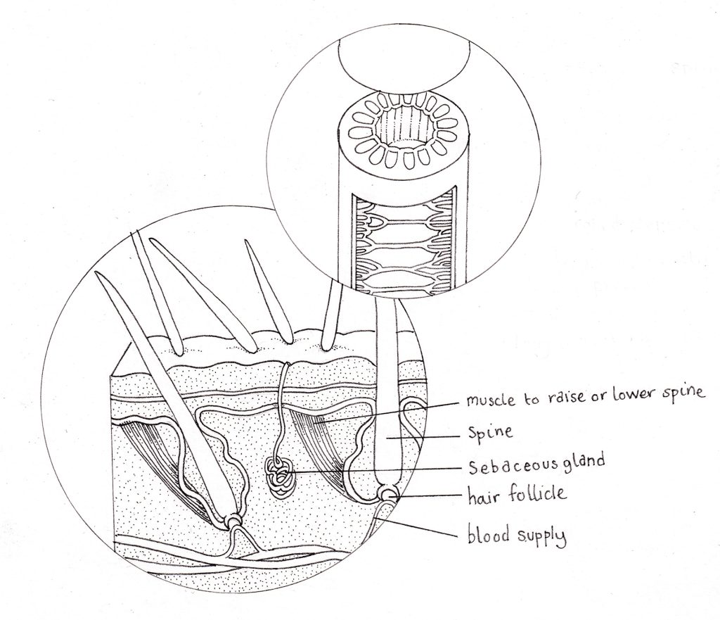 Spine cross section of hedgehog - Lizzie Harper