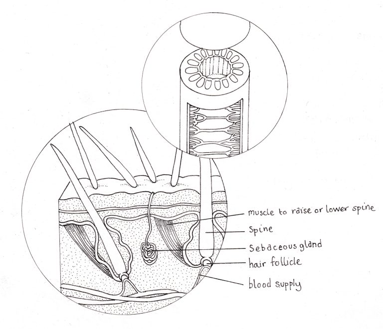 Spine cross section of hedgehog - Lizzie Harper