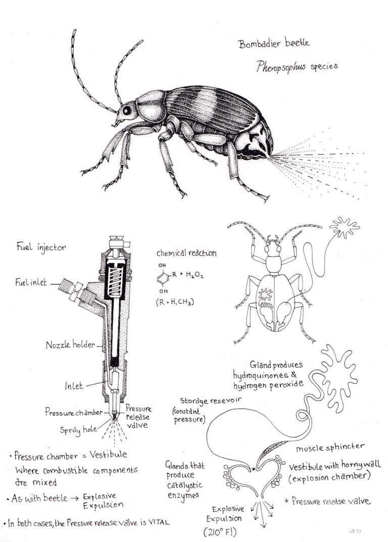 Bombardier beetle Pheropsophus species - Lizzie Harper