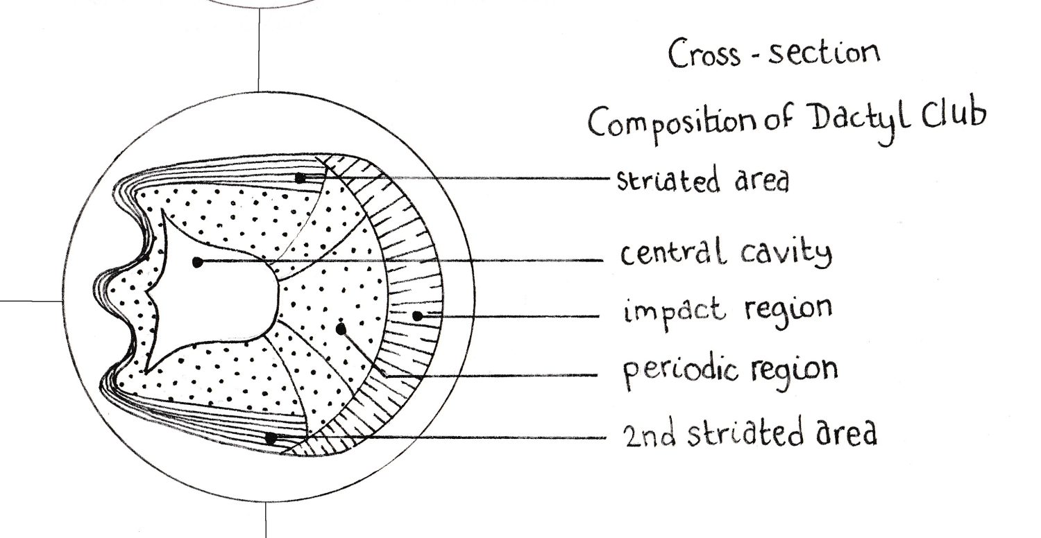 Peacock Mantis shrimp Odontodactylus scyllarus annotated cross section ...